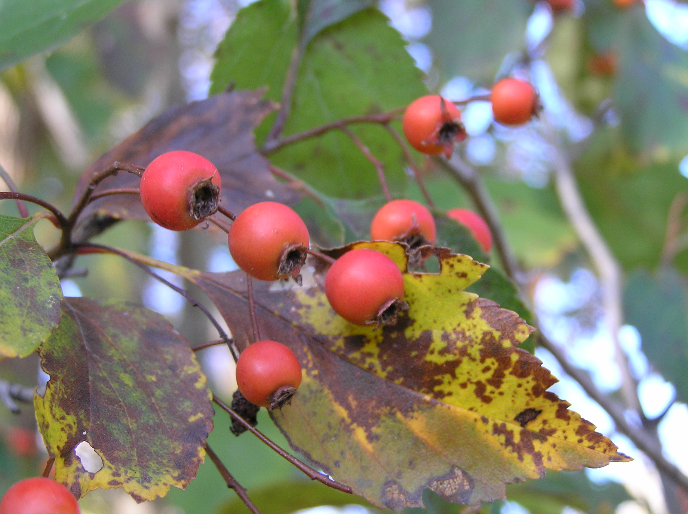 Native Trees Of Indiana River Walk